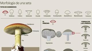 Morfología de una seta - elcorreo.com