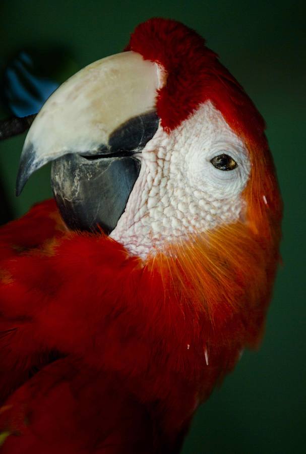 La inigualable belleza de los animales | El Correo