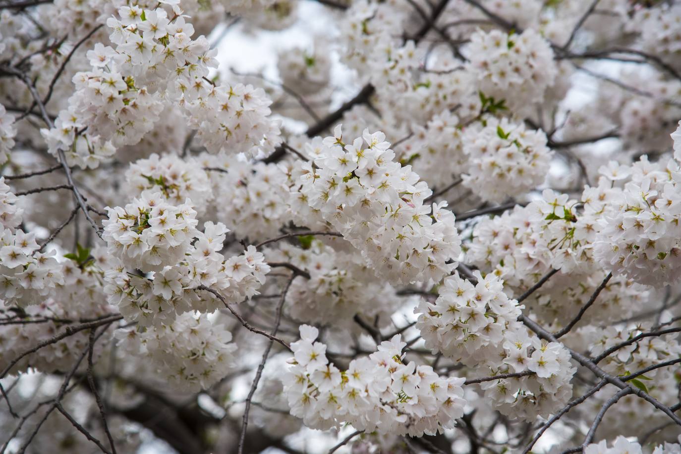 Fotos: Llega la primavera: la explosión de los cerezos en flor | El Correo