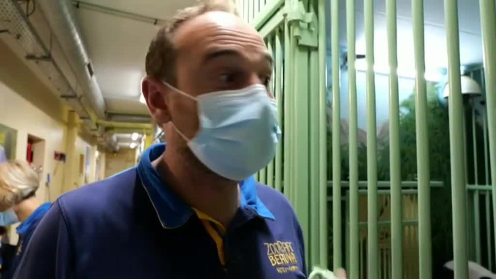 Nacen dos crías de panda gigante en un zoológico francés | El Correo