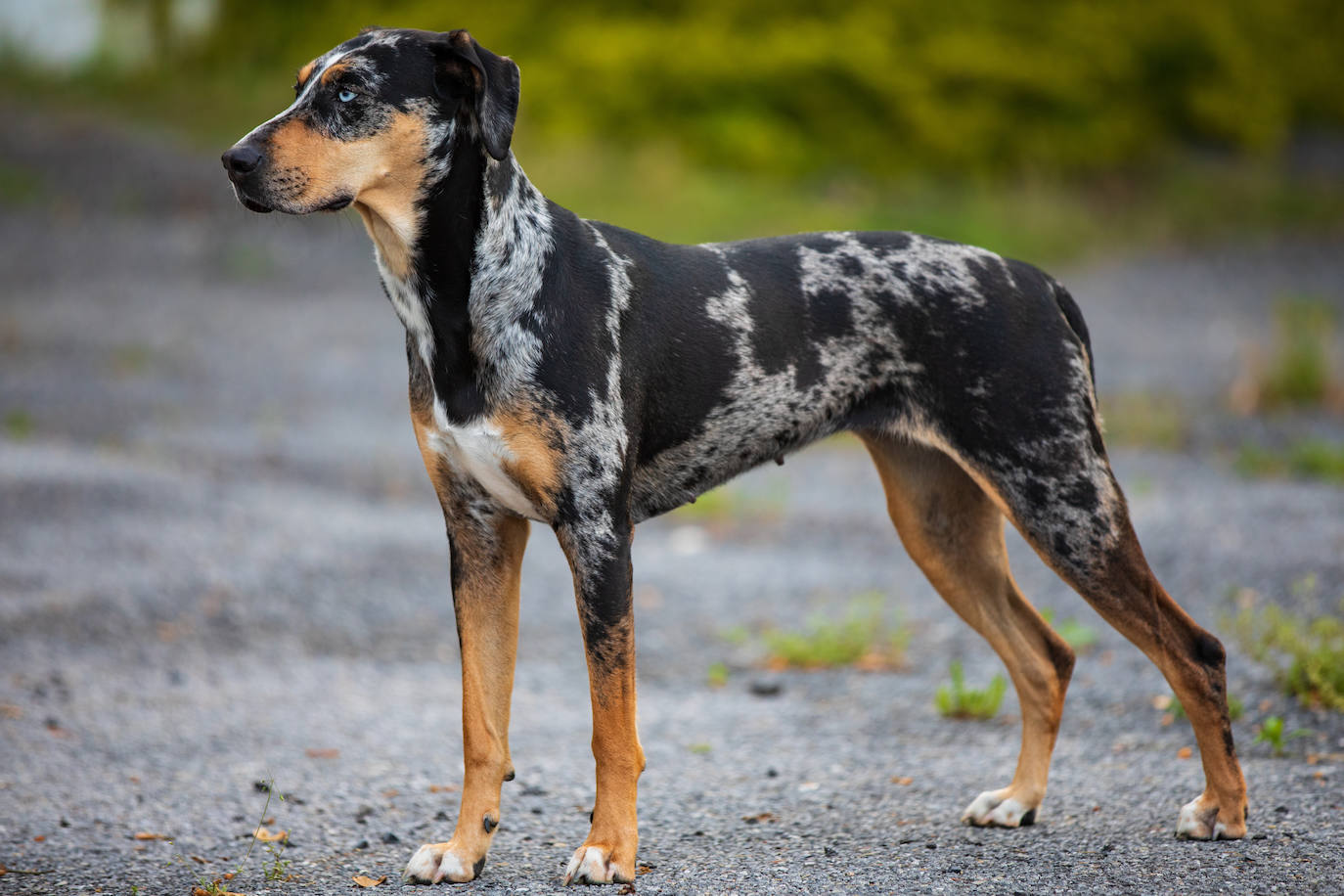 Fotos: Razas de perros más raras del mundo | El Correo