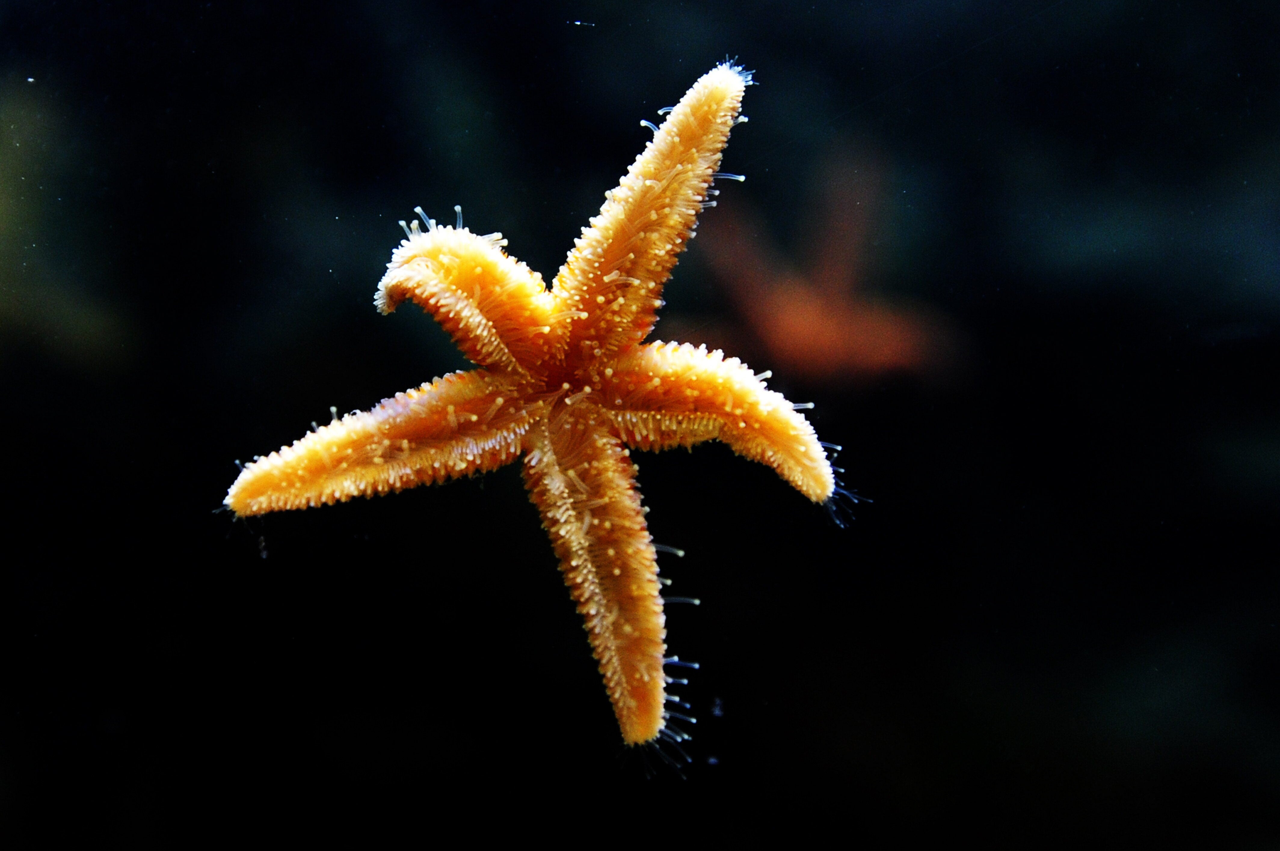 La curiosa razón por la que la naturaleza es tan simétrica | El Correo