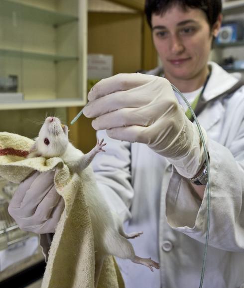 Los científicos defienden el uso de animales en la experimentación | El ...
