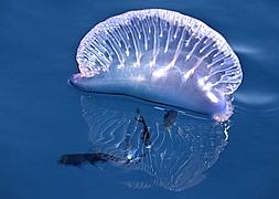 Interior alertará de la llegada de carabelas portuguesas a través de ...