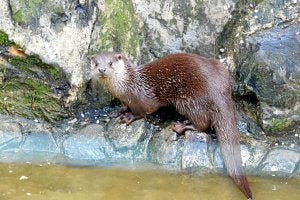 Identifican a 20 nutrias en Álava | El Correo